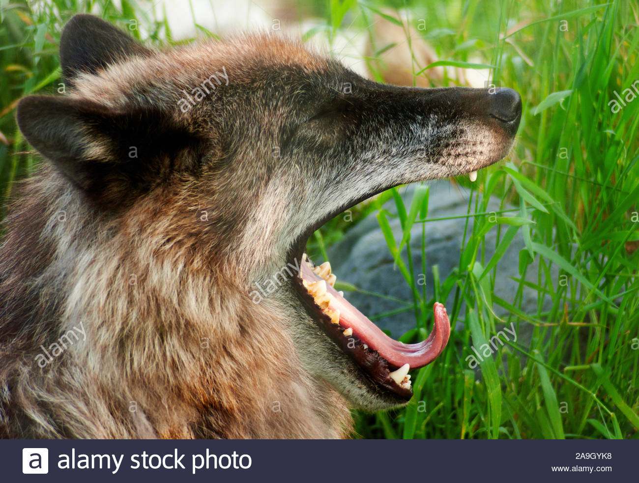 Prairie Wolf Stock Photos & Prairie Wolf Stock Images - Alamy