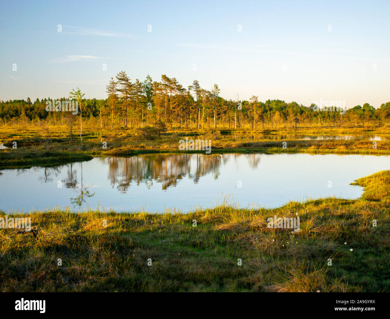 landscape in the swamp. small swamp lakes, moss and swamp pines, calm ...