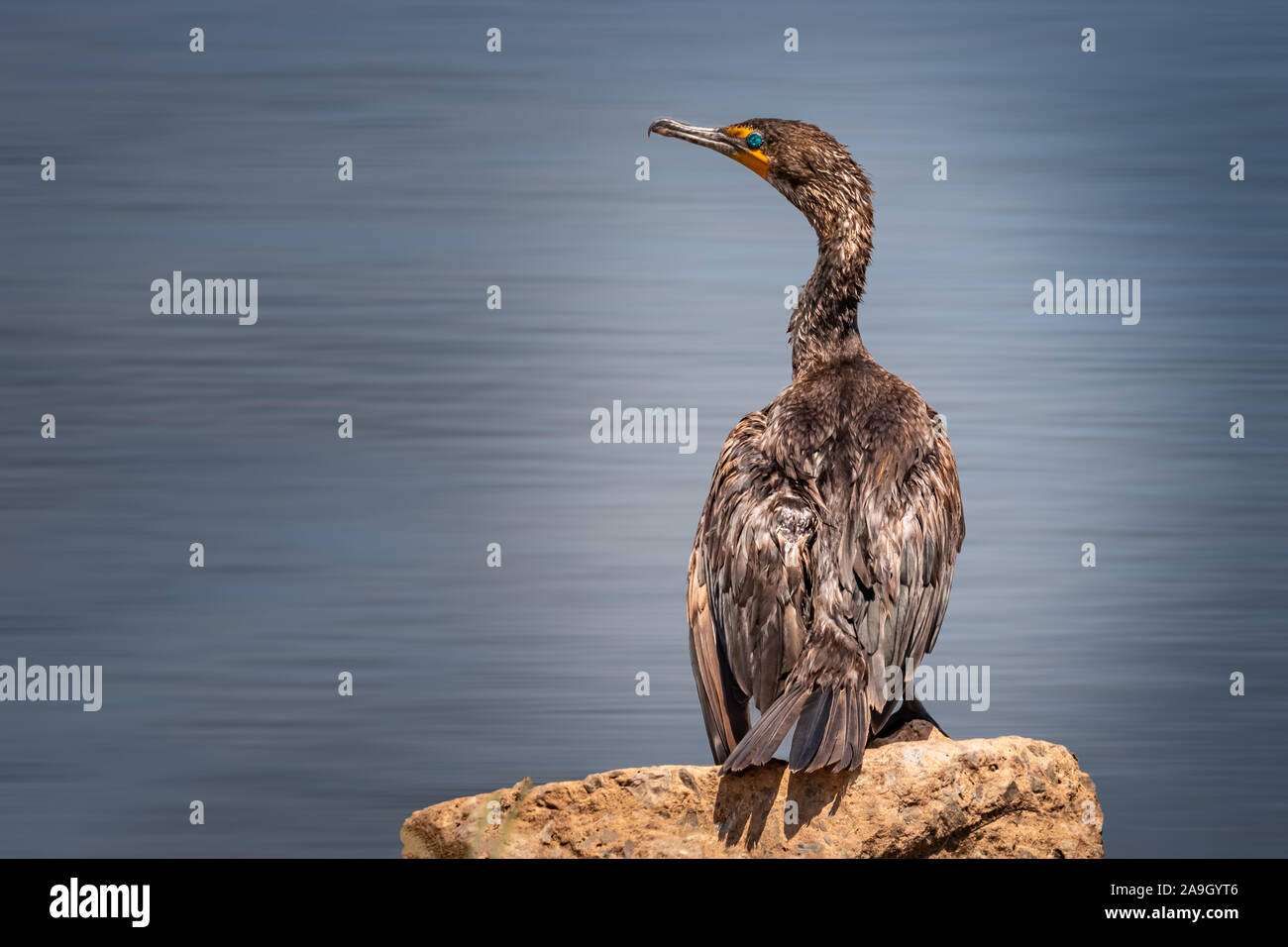 Juvenile Double-crested Cormorant (Phalacrocorax auritus) resting on a ...