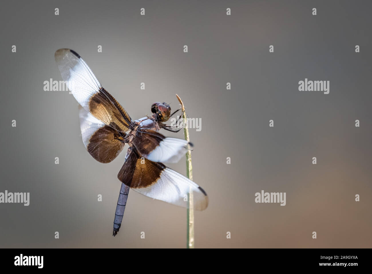 Closeup of a male Widow Skimmer (Libellula luctuosa) posed on a piece ...