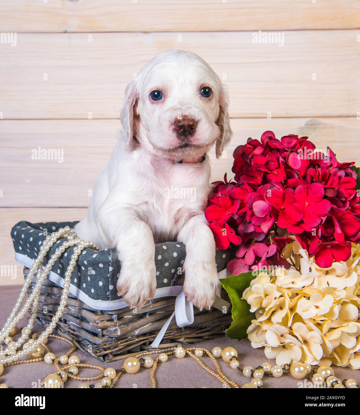 English setter puppy hi-res stock photography and images - Alamy