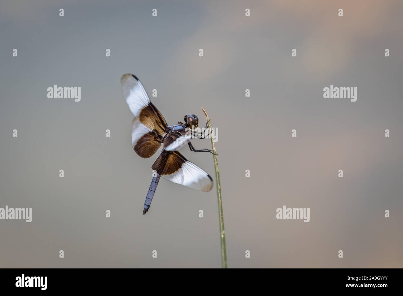 Closeup of a male Widow Skimmer (Libellula luctuosa) posed on a piece ...