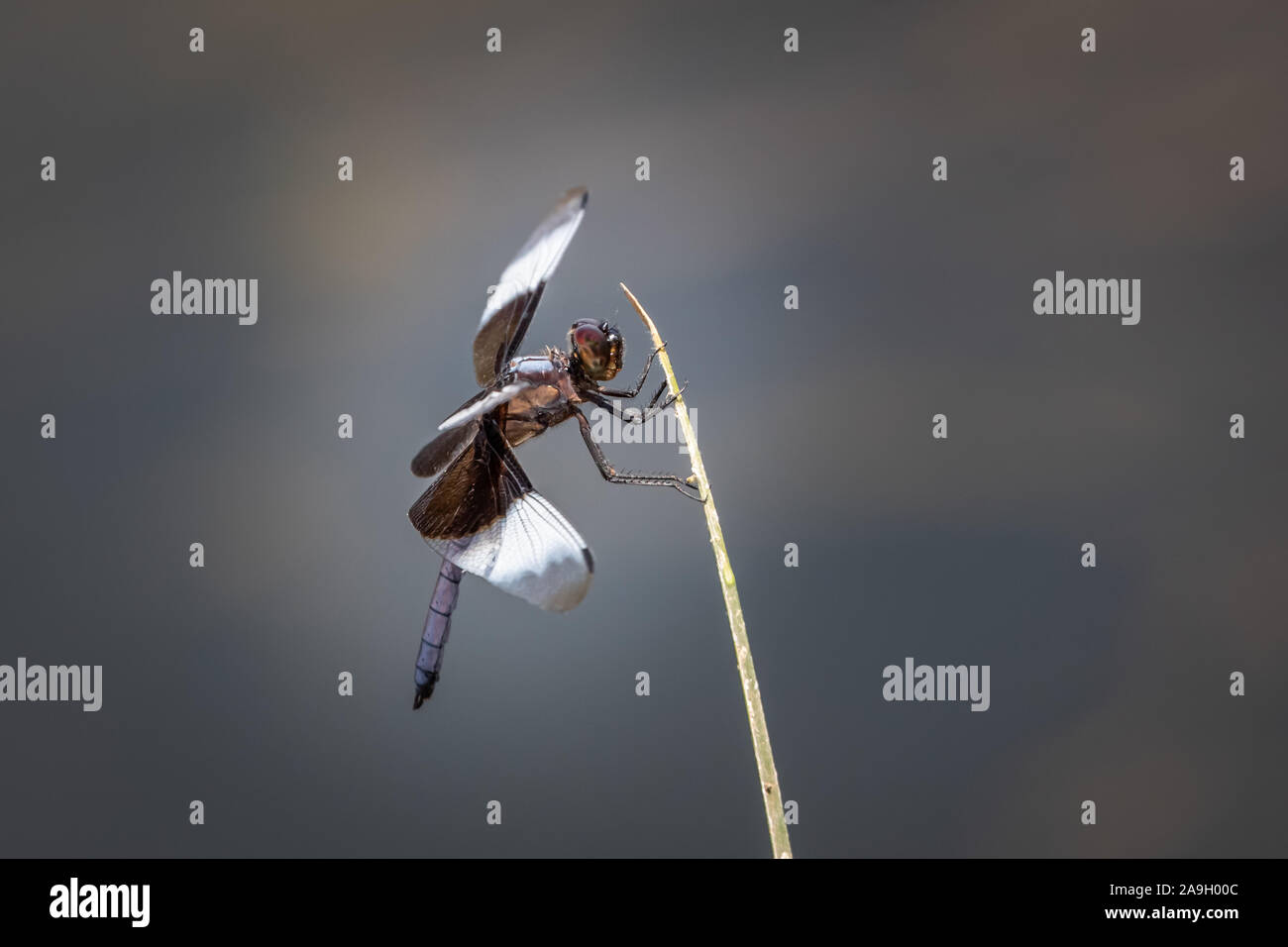 Male widow skimmer dragonfly hi-res stock photography and images - Alamy