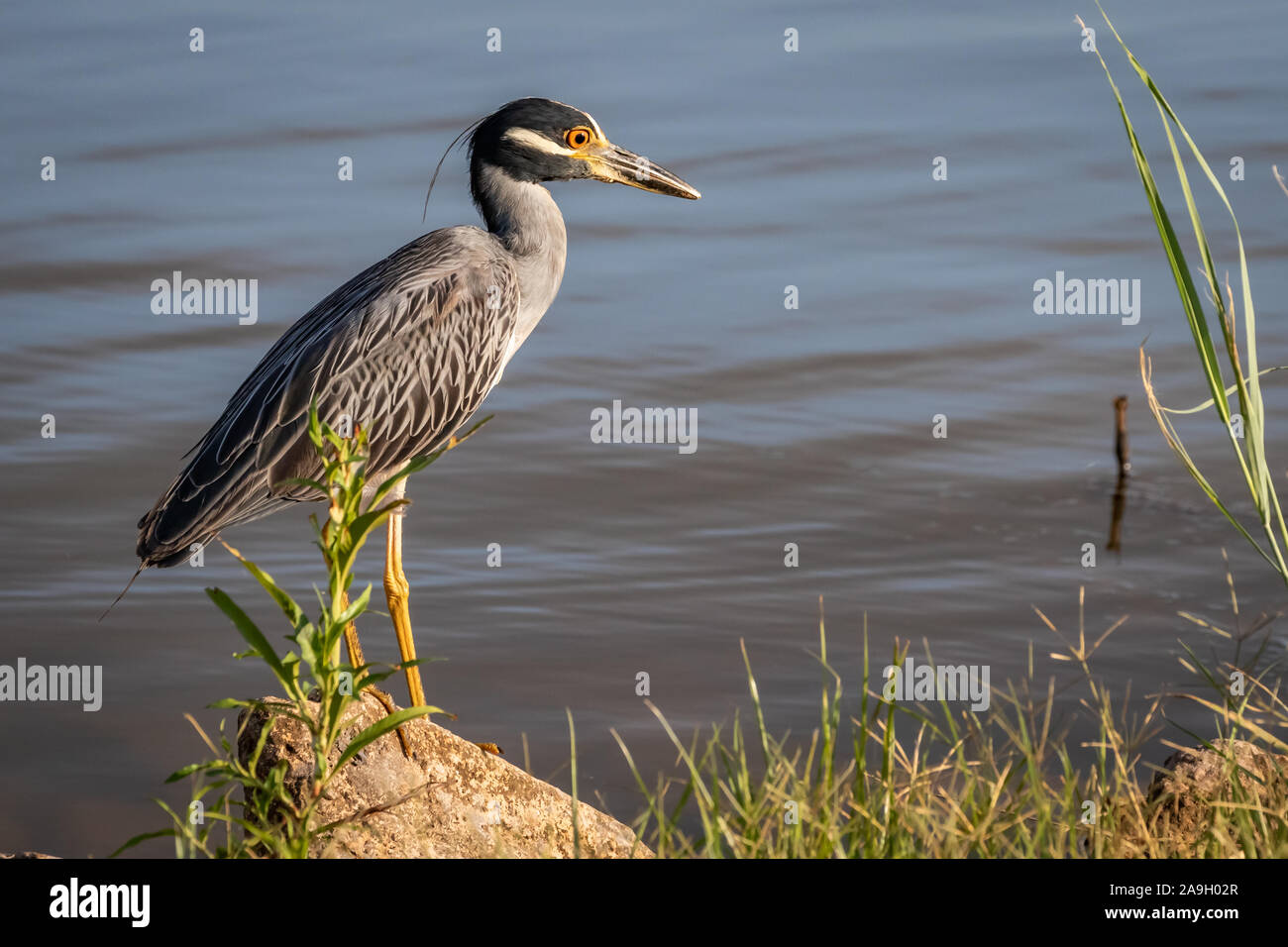 Oklahoma birds hi-res stock photography and images - Alamy