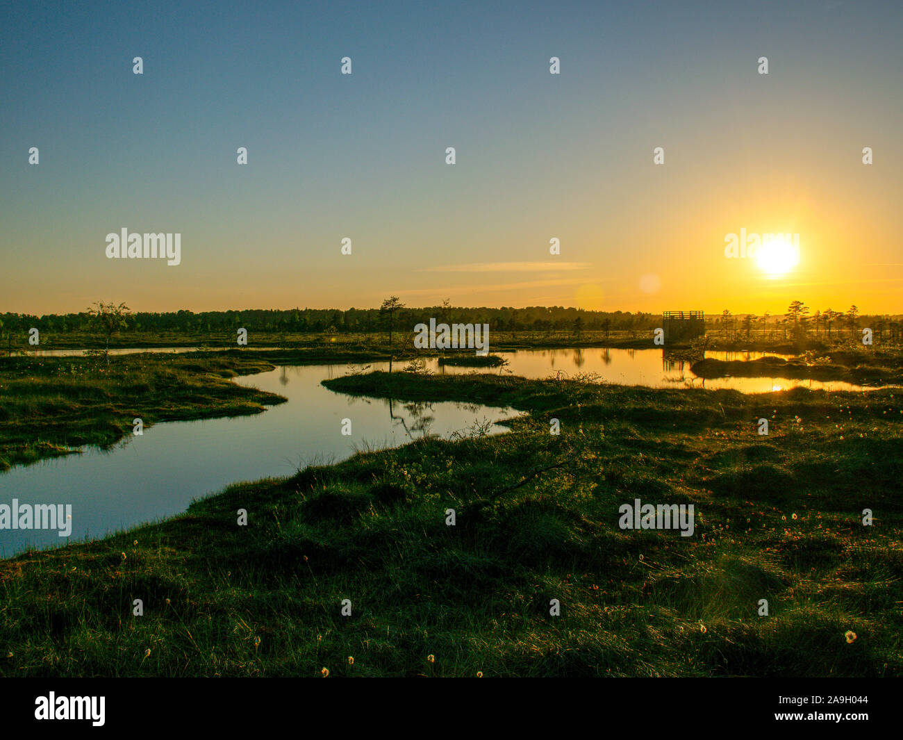 landscape in the swamp. small swamp lakes, moss and swamp pines, calm ...