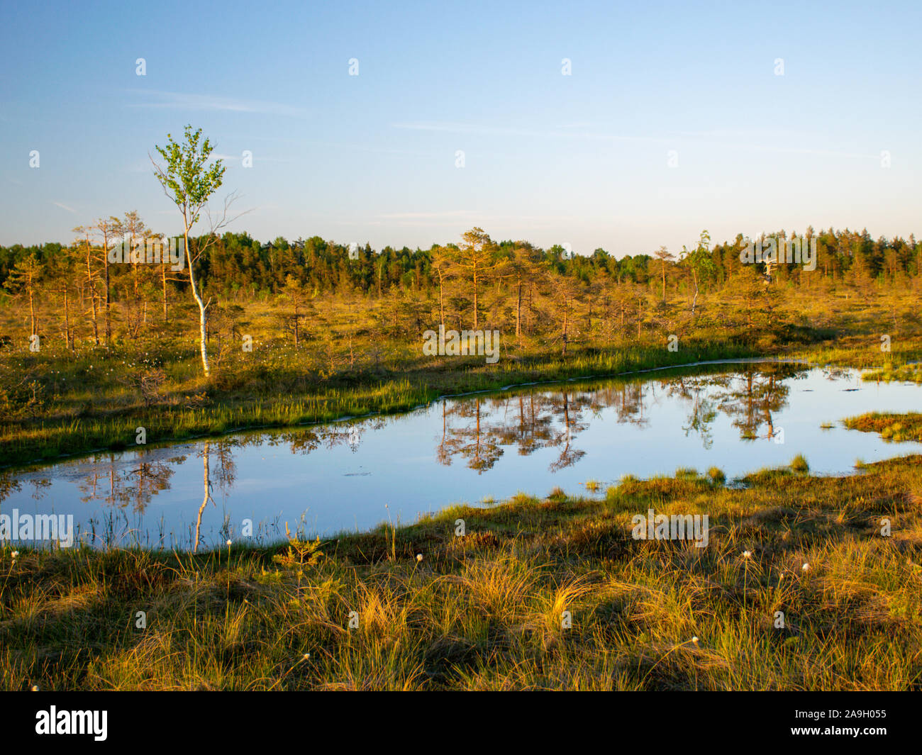 landscape in the swamp. small swamp lakes, moss and swamp pines, calm ...