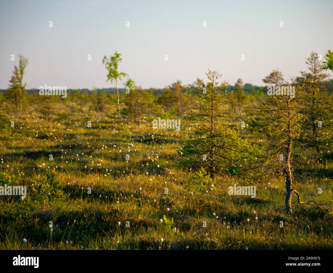 landscape in the swamp. small swamp lakes, moss and swamp pines, calm ...