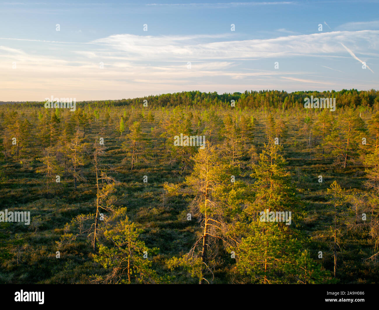 landscape in the swamp. small swamp lakes, moss and swamp pines, calm ...