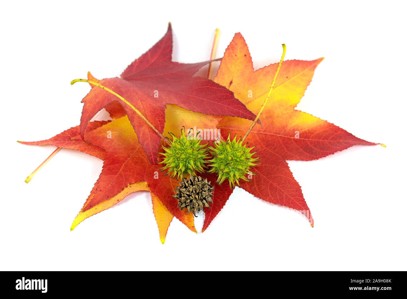 Leaves and fruits of the American amber tree Stock Photo - Alamy
