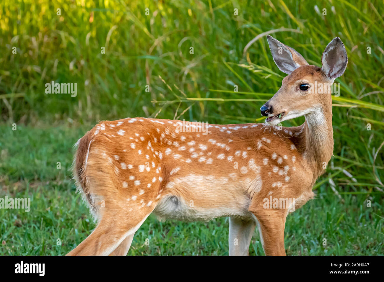 Whitetail deer doe and fawn (Odocoileus virginianus) in Oklahoma Stock ...