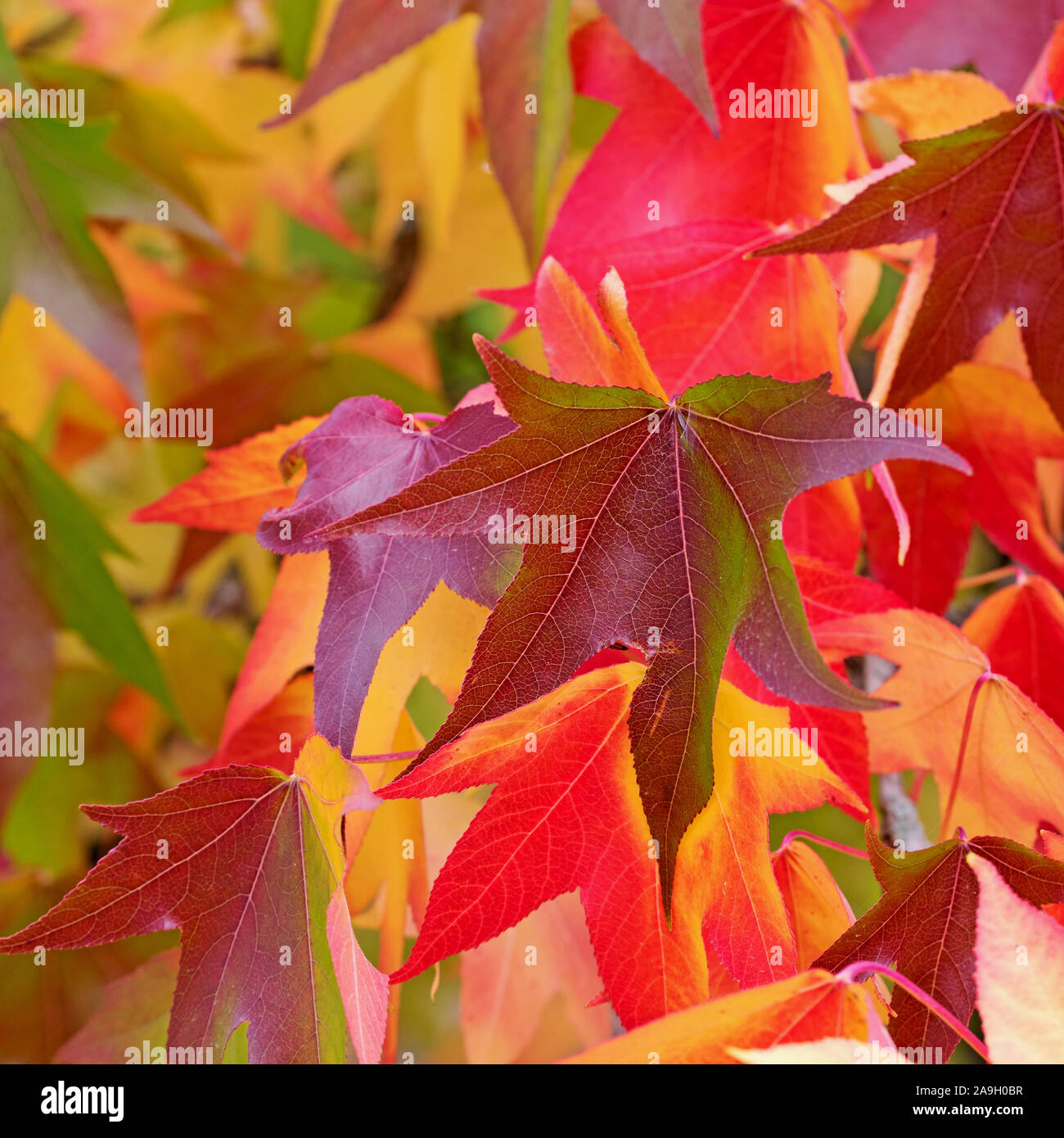 Amber tree hi-res stock photography and images - Alamy