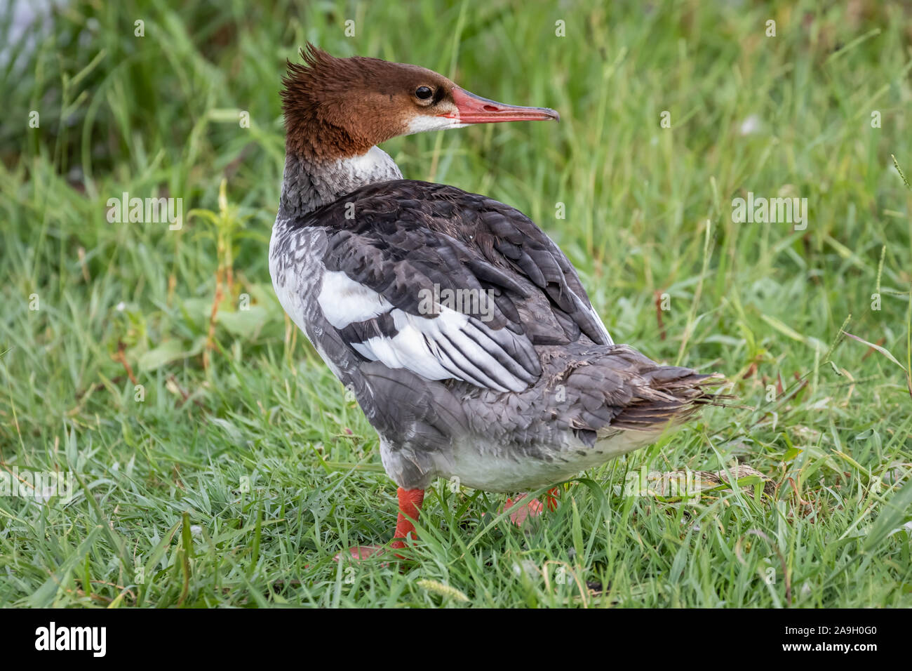 Common Merganser (Mergus merganser), either female or juvenile, on a ...
