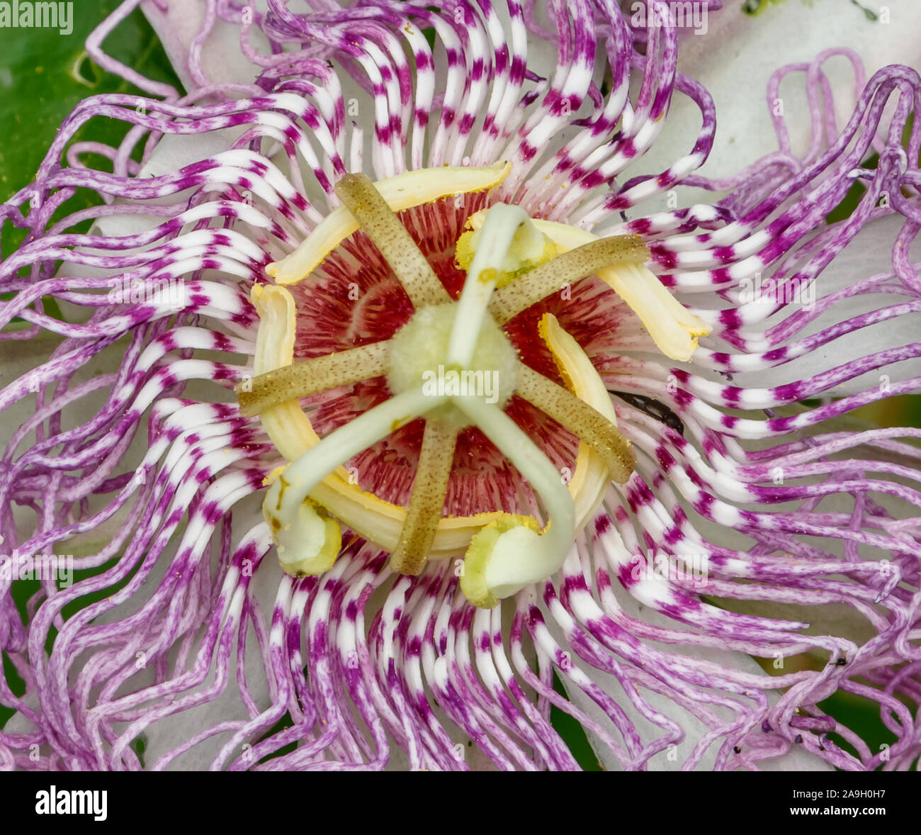 Close-up of a Maypop Passion flower (Passiflora incarnata) bloom Stock ...