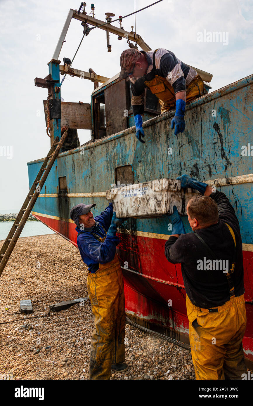 Cuttle fish uk hi-res stock photography and images - Alamy