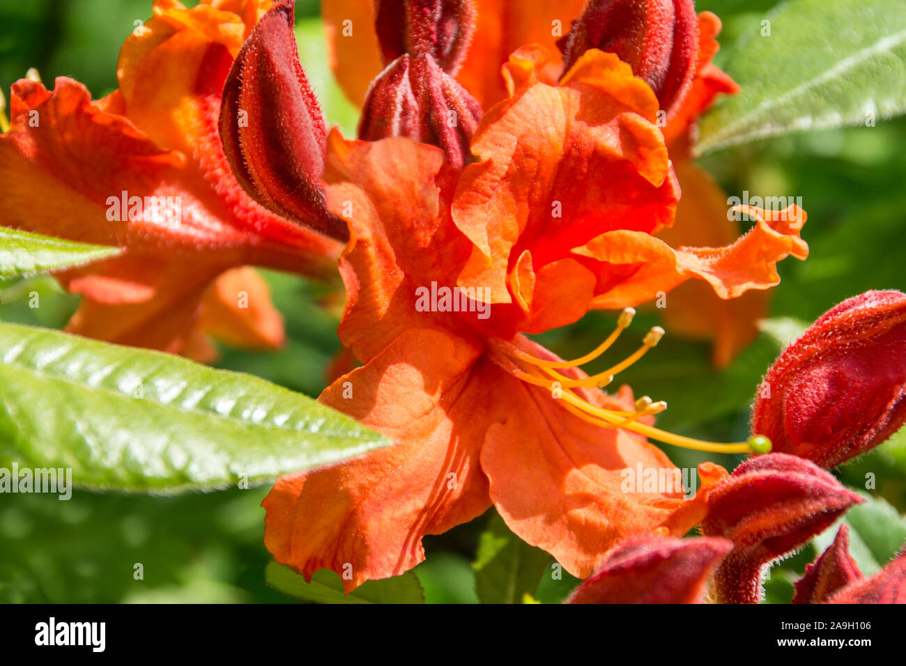 Apricot azaleas hi-res stock photography and images - Alamy