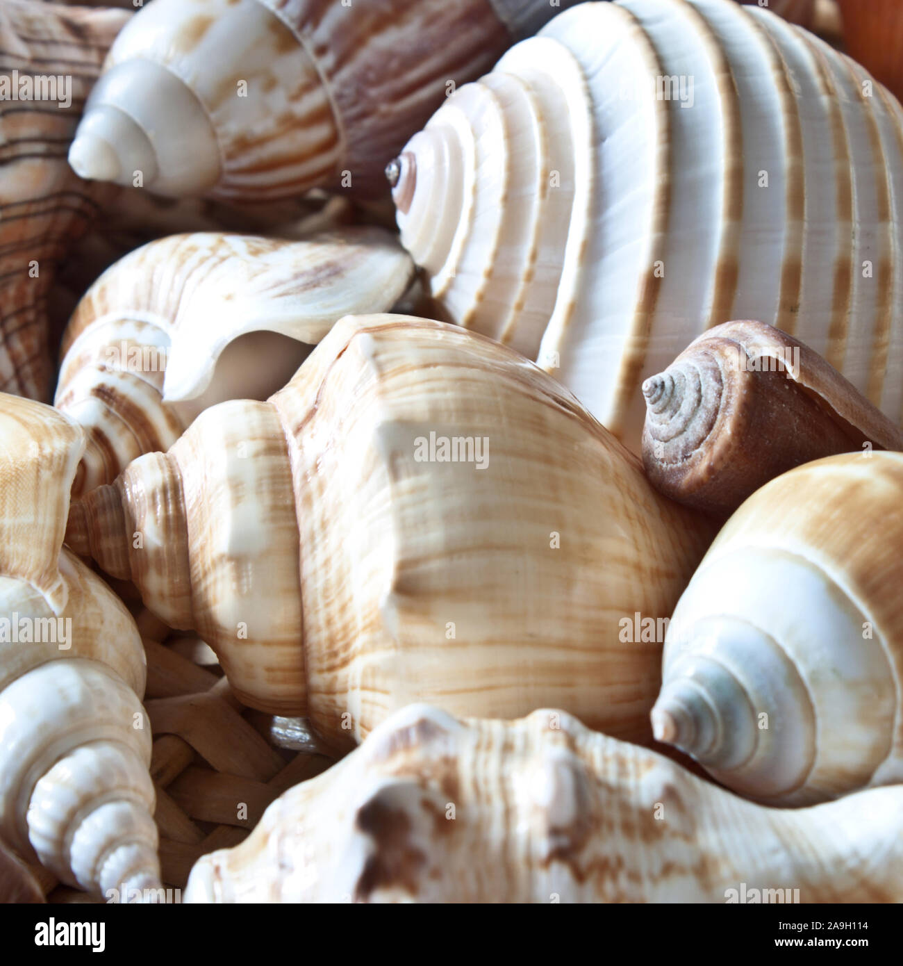 Varied shells hi-res stock photography and images - Alamy