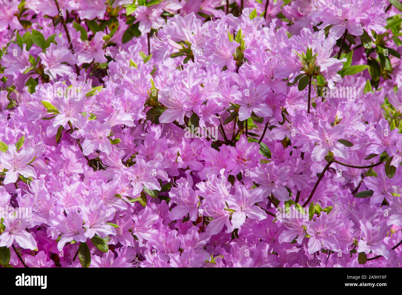 Azalee garden hi-res stock photography and images - Alamy