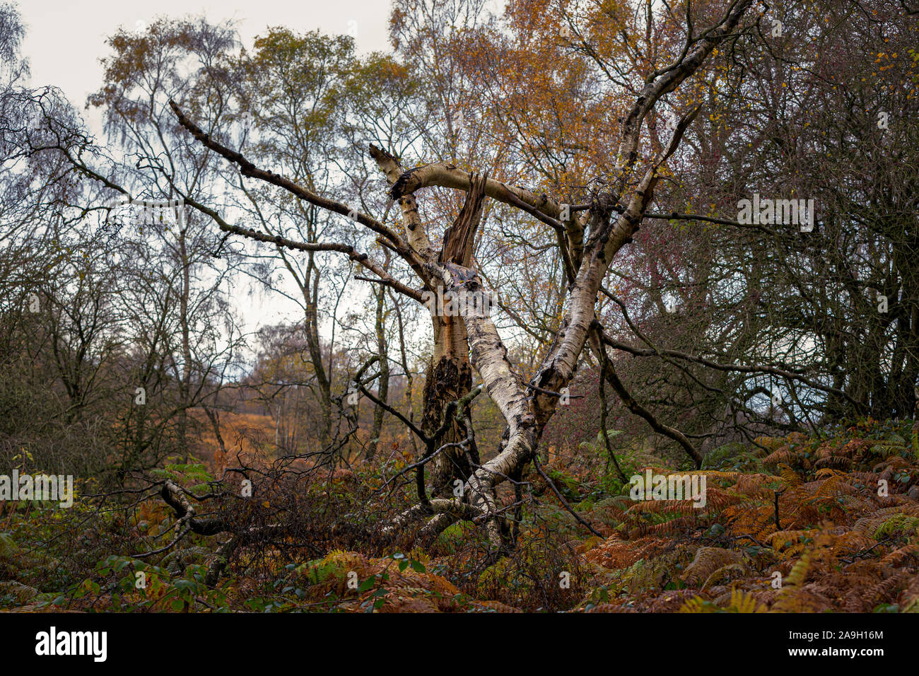 Snapped tree in storm hi-res stock photography and images - Alamy