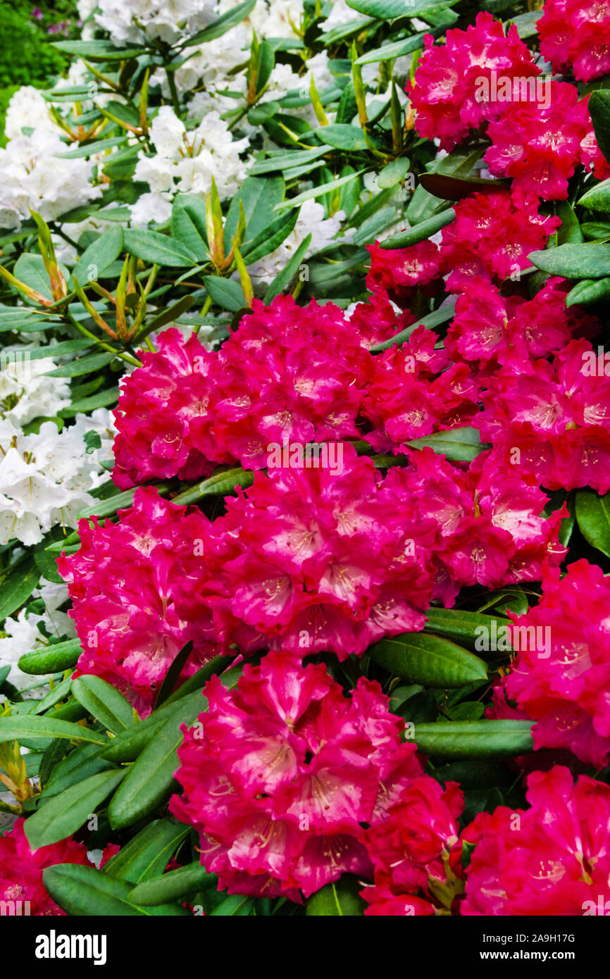 Rhododendron flowers in the garden Stock Photo - Alamy