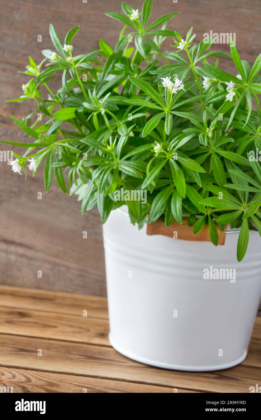 Woodruff flavor hi-res stock photography and images - Alamy