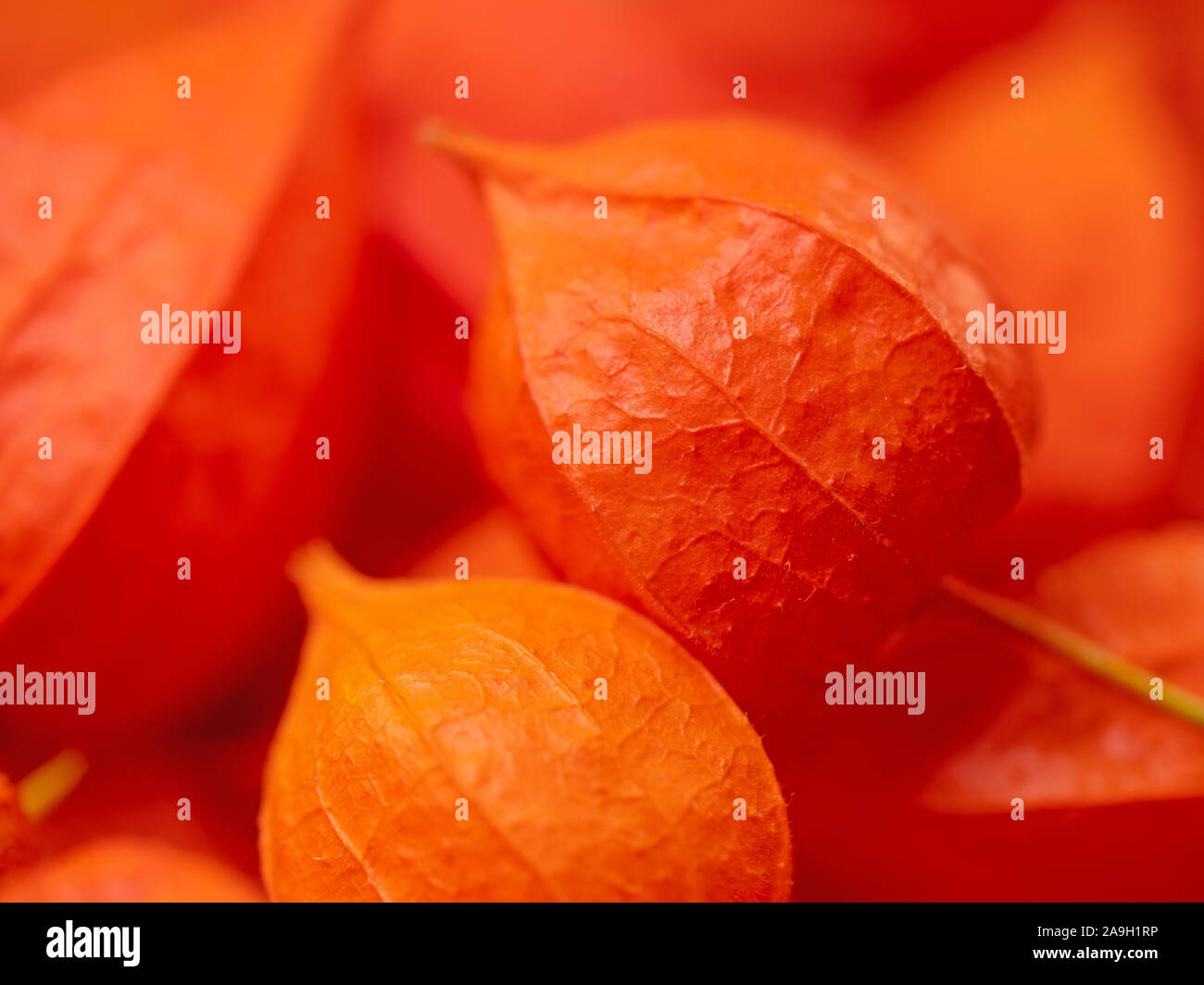 Ripe fruits of the lampion flower, physalis alkekengi, close-up Stock ...