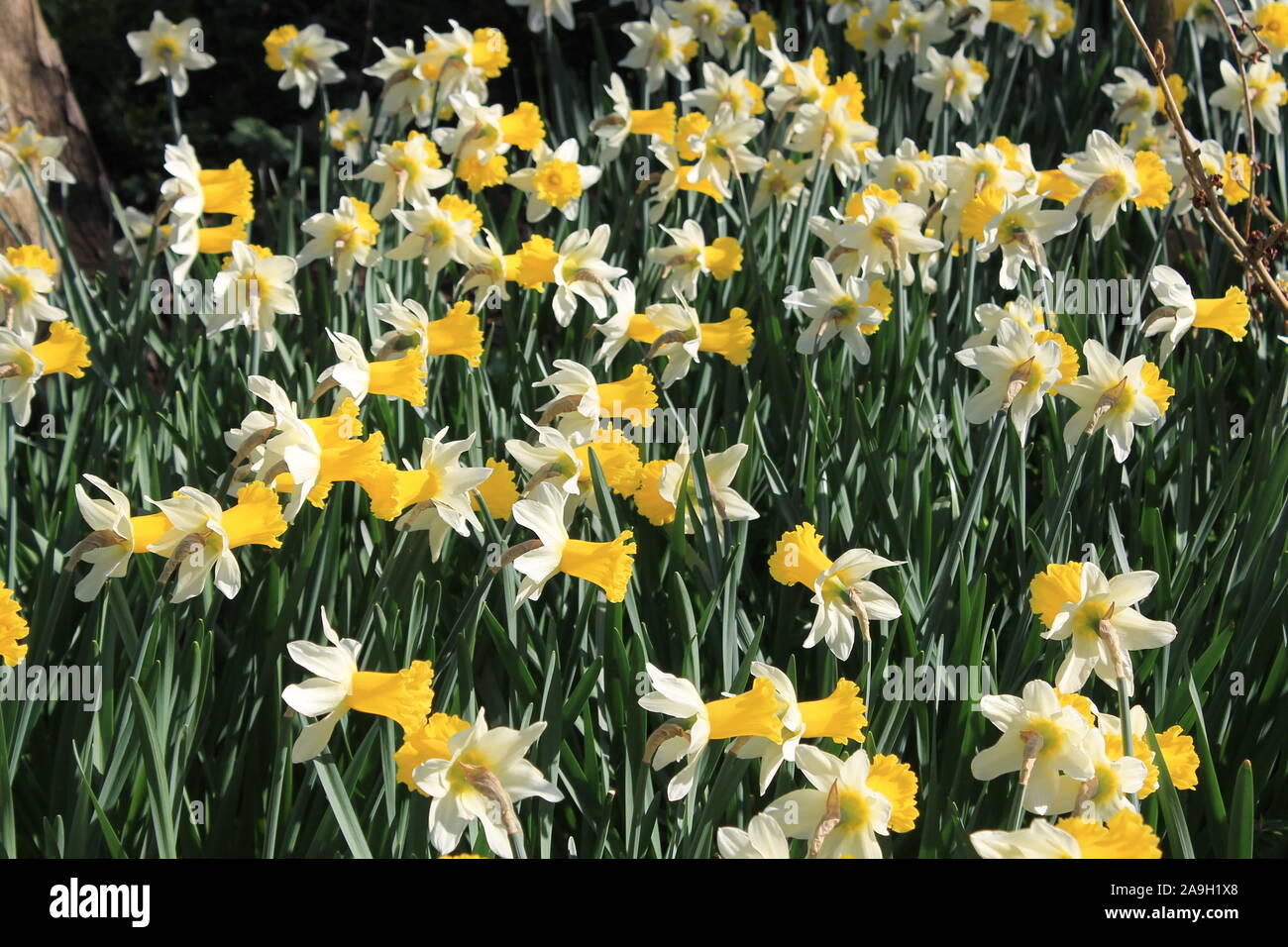 Field of daffodils hi-res stock photography and images - Alamy