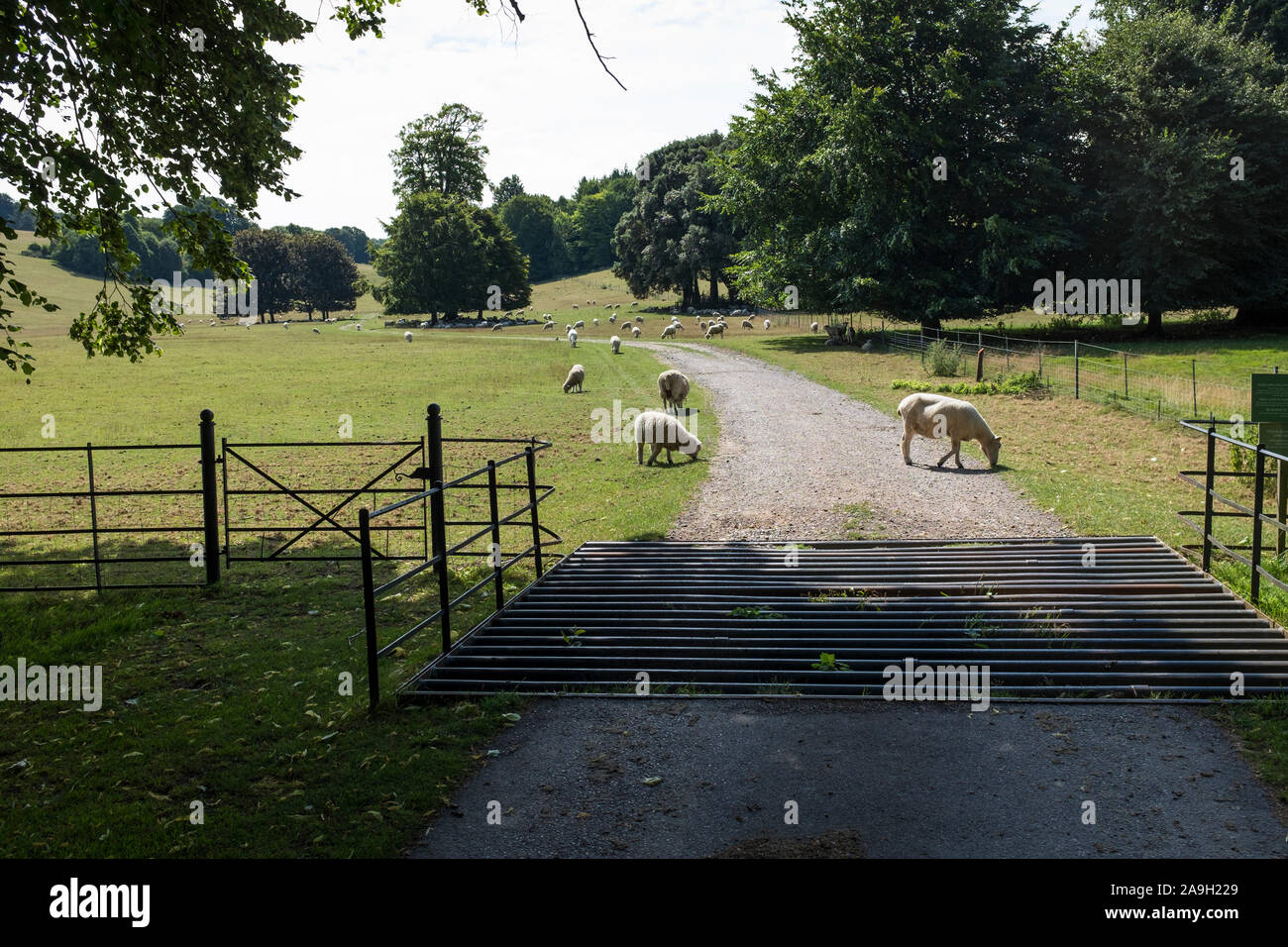Sheep grid hi-res stock photography and images - Alamy