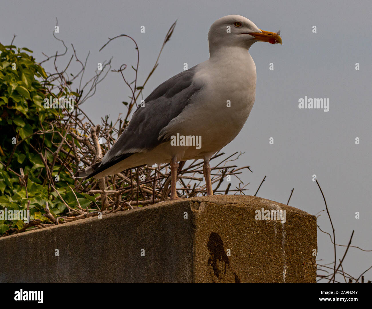Fred hastings hi-res stock photography and images - Alamy