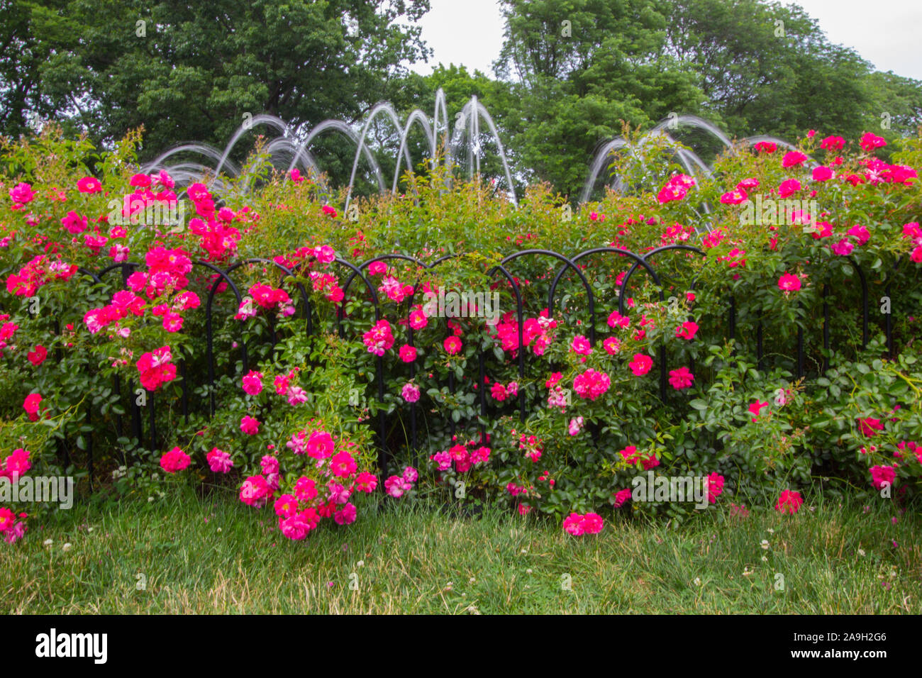 Park of Roses, Columbus, Ohio Stock Photo - Alamy