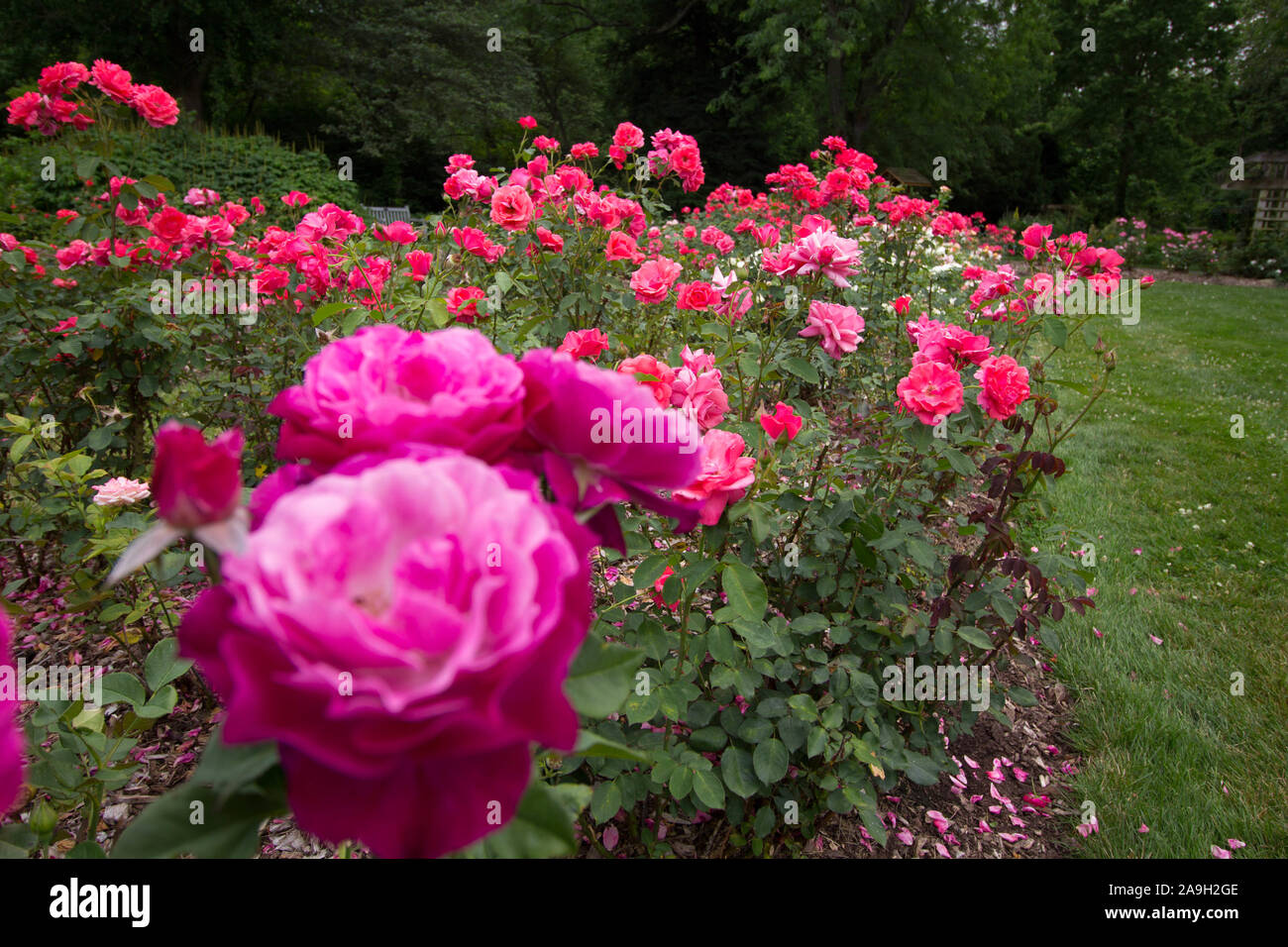 Park of Roses, Columbus, Ohio Stock Photo - Alamy