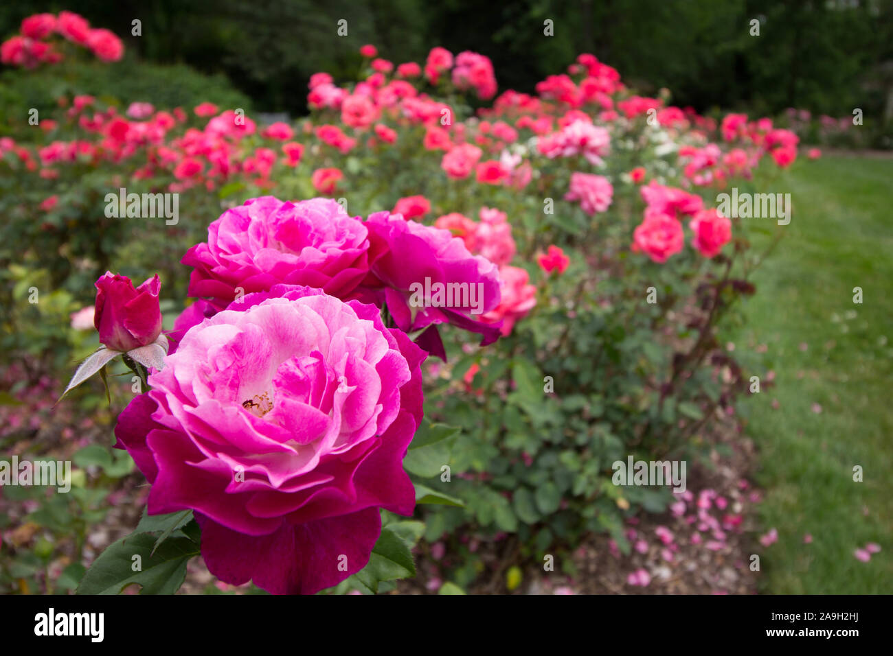 Park of Roses, Columbus, Ohio Stock Photo - Alamy