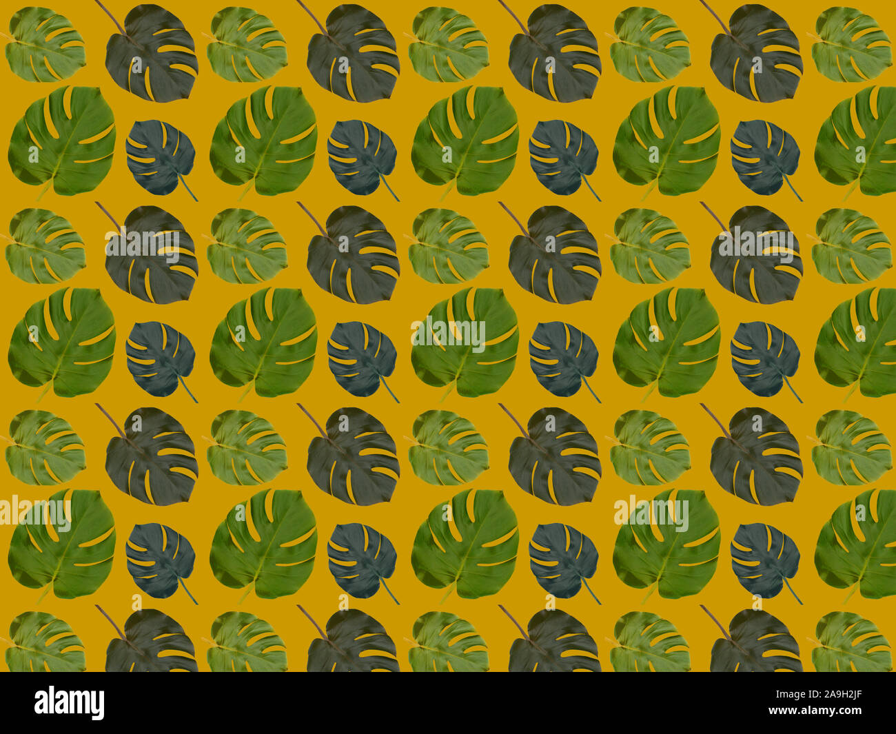 Seamless pattern of real monstera leaves with hot yellow background ...