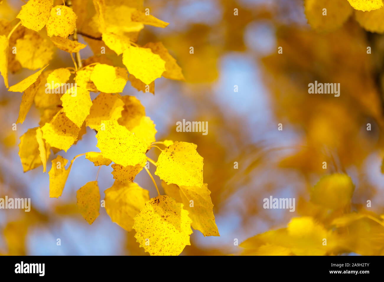 Golden tree leaves hi-res stock photography and images - Alamy