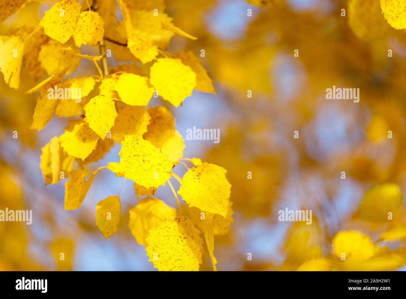 Golden tree leaves hi-res stock photography and images - Alamy