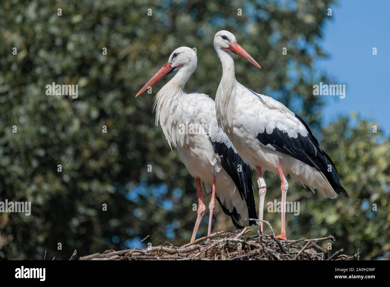 Two adult storks Ciconiidae standing on a big nest Stock Photo - Alamy