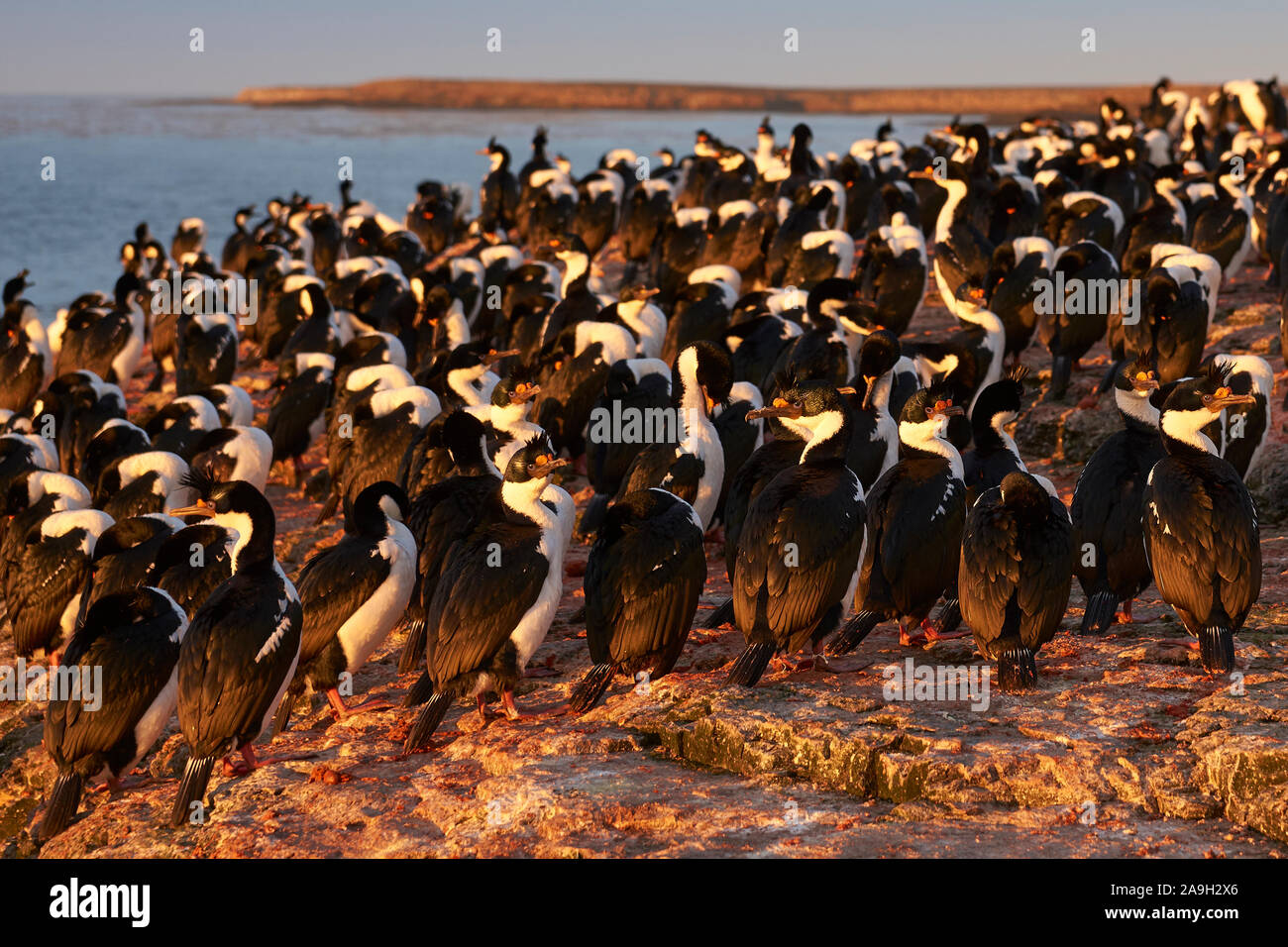 Imperial Shag (Phalacrocorax atriceps albiventer) at dawn on the coast ...