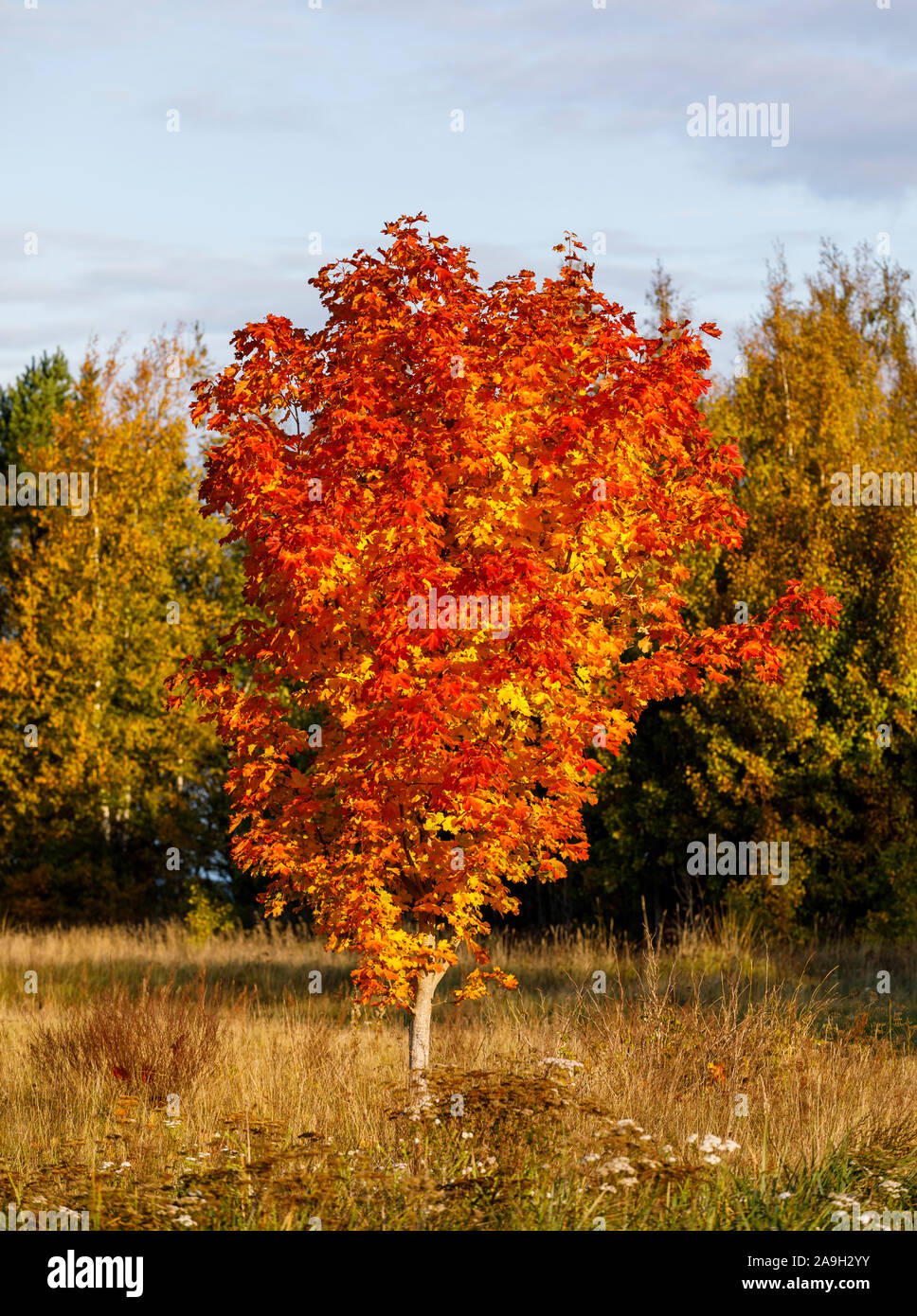 Colorful maple tree hi-res stock photography and images - Alamy