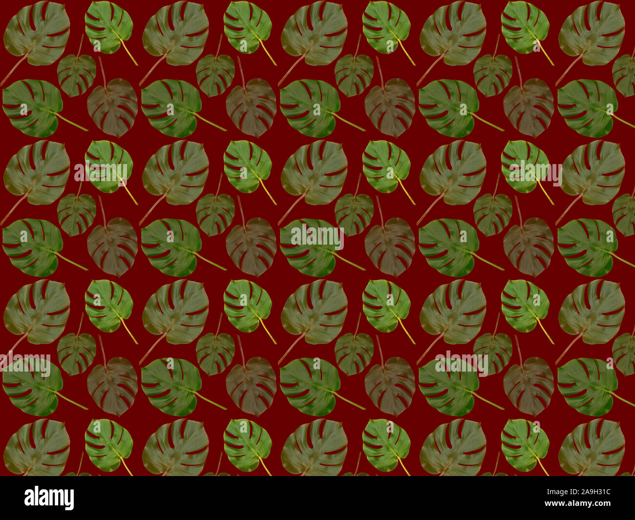 Seamless pattern of real monstera leaves on a dark red background ...