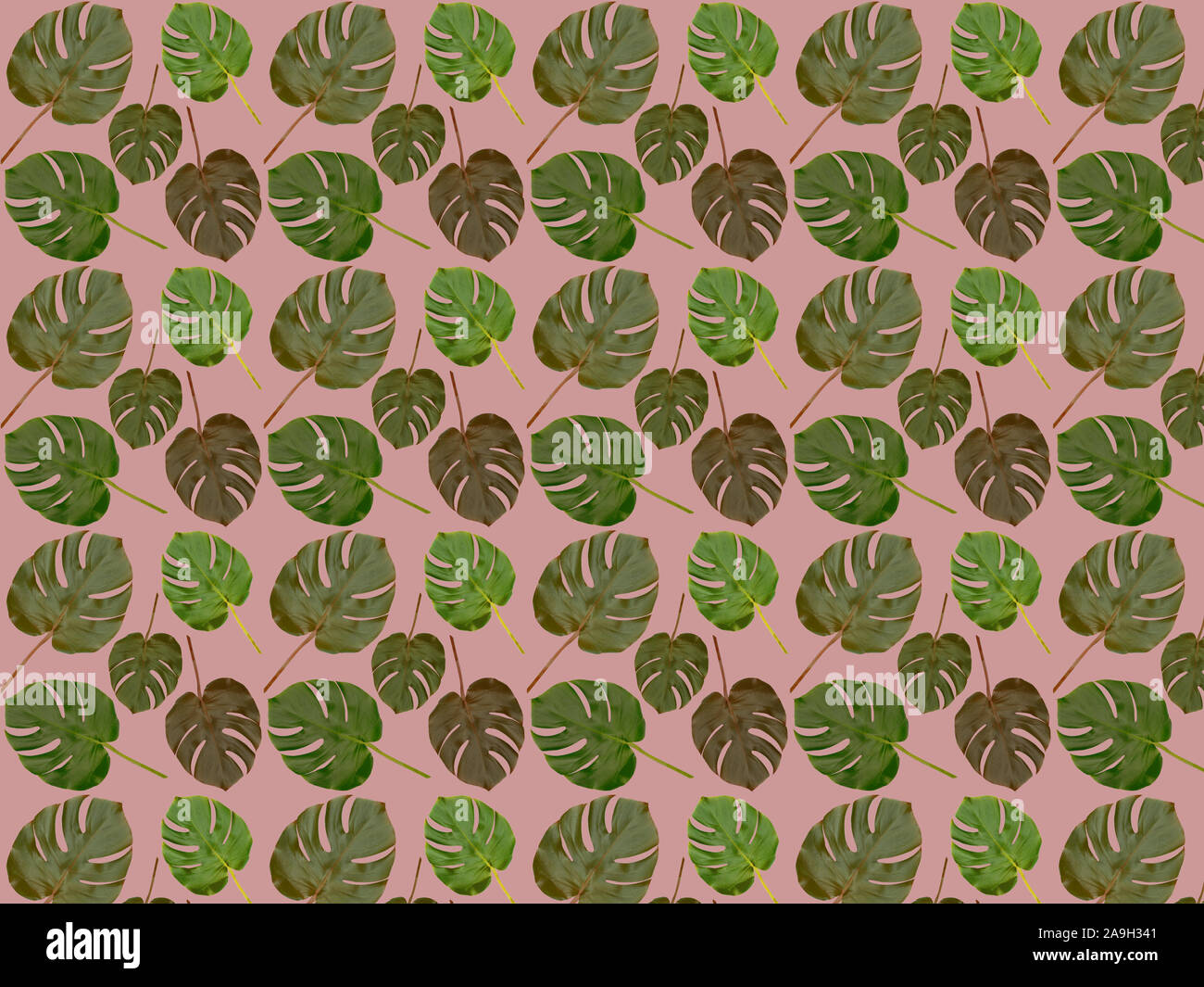 Seamless pattern of real monstera leaves on a pale pink background ...
