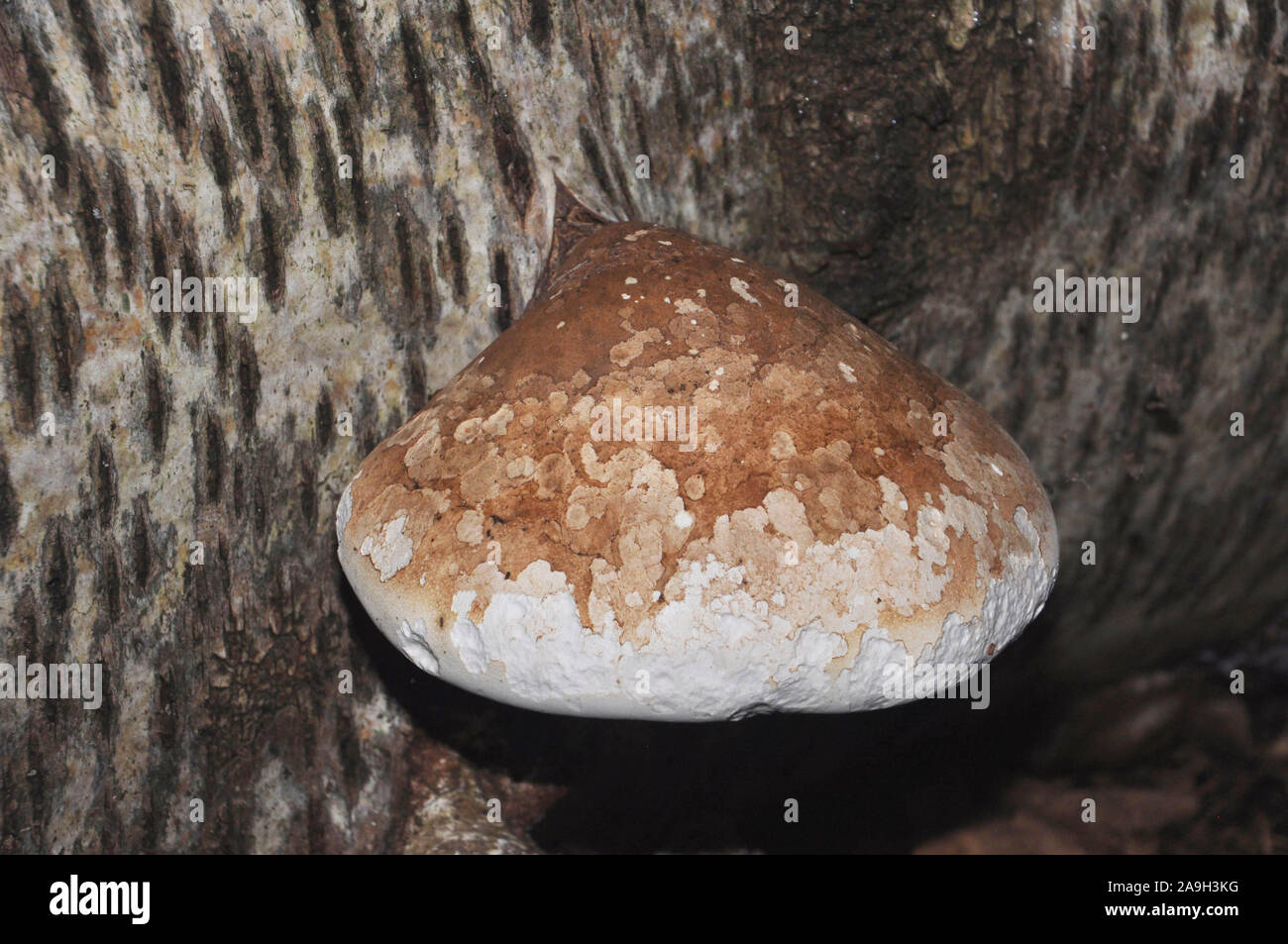 Birch Polypore (Piptoporus betulinus) Razor strop fungus ...