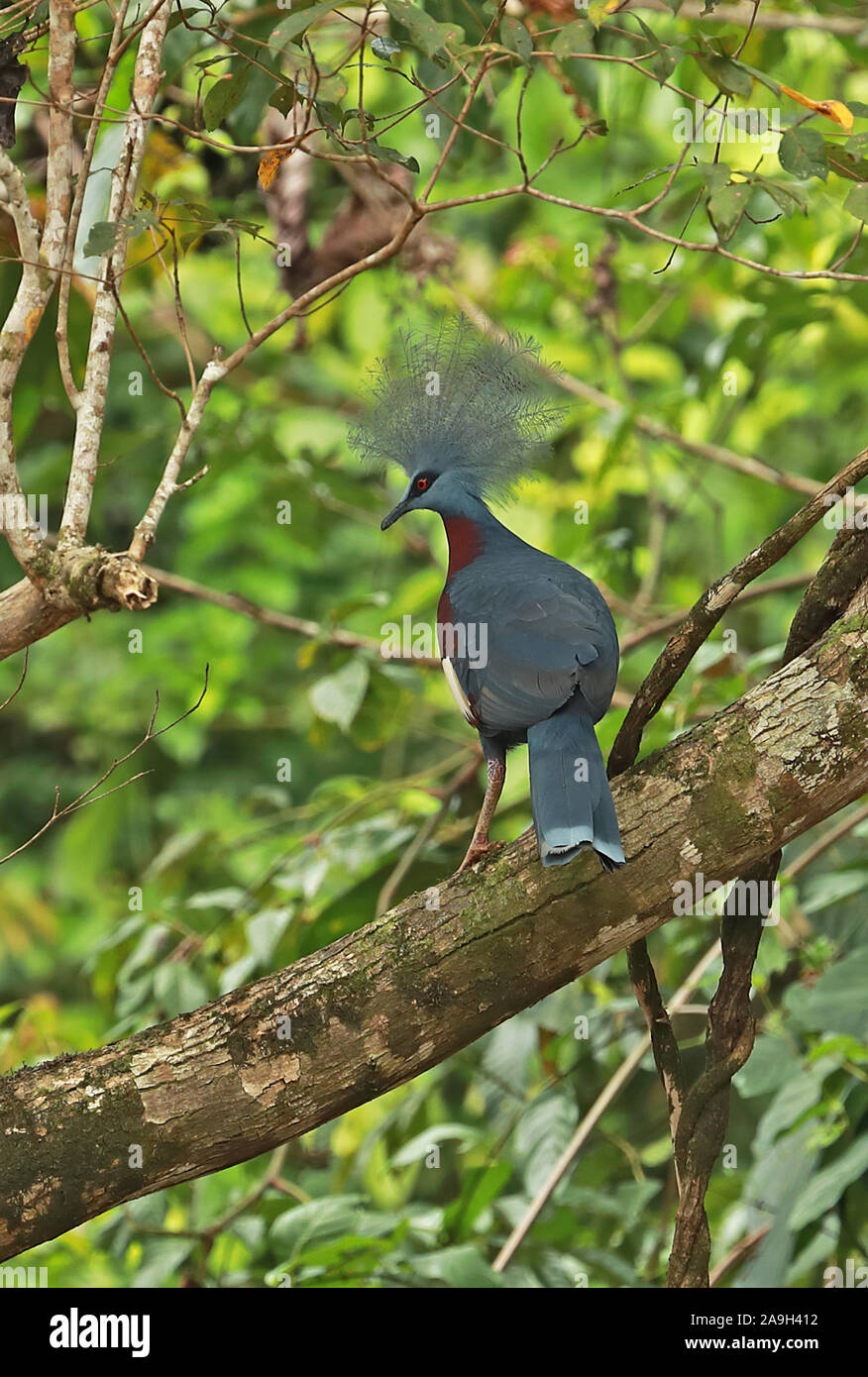 Sclaters Crowned Pigeons High Resolution Stock Photography and Images ...