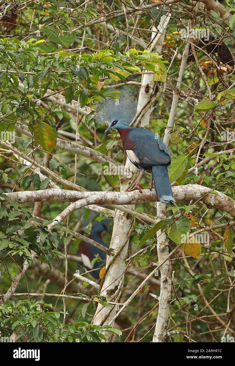 Sclater's crowned pigeon hi-res stock photography and images - Alamy
