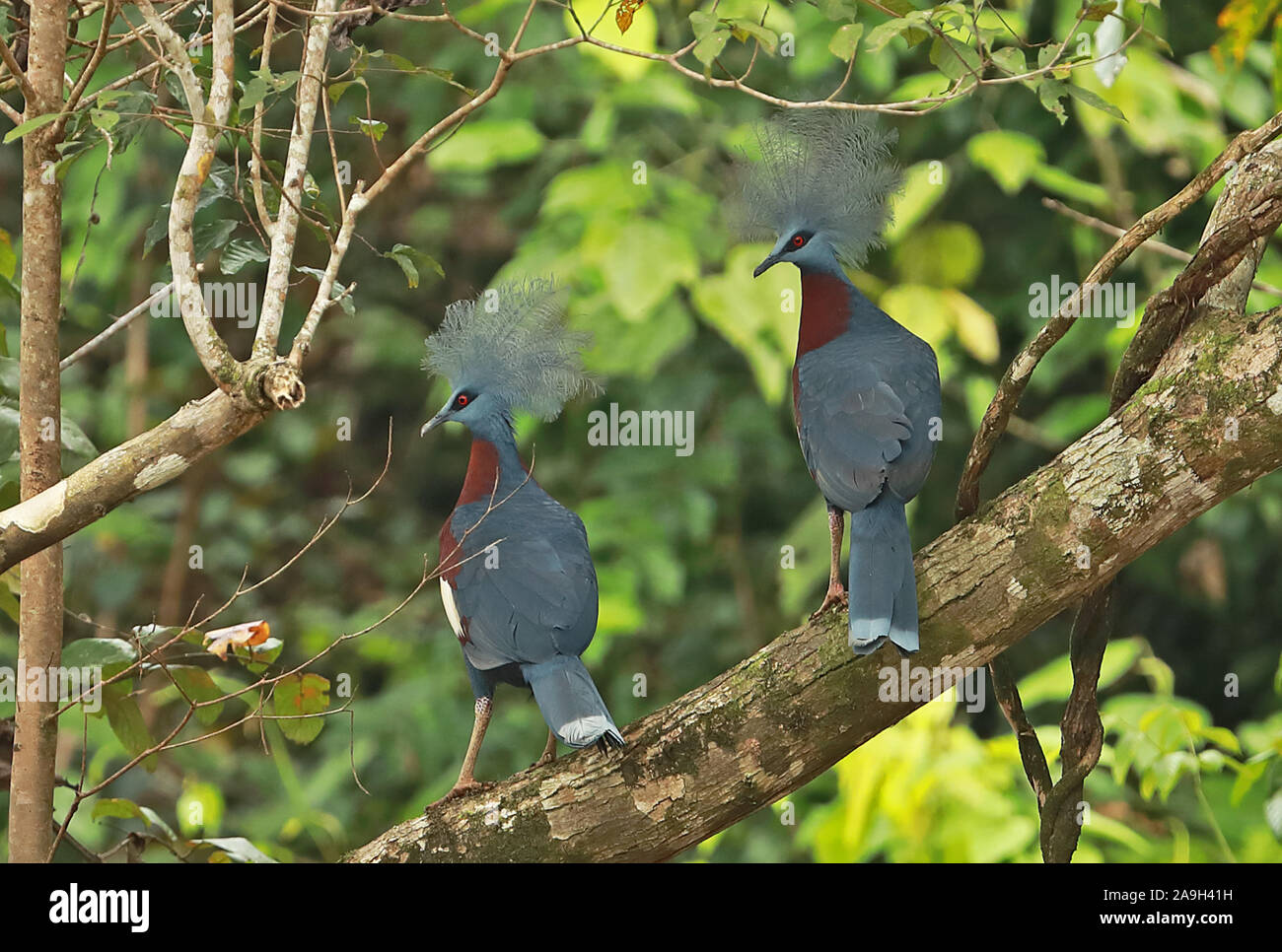 Sclater's Crowned-pigeon (Goura sclaterii) pair perched on branch Fly ...