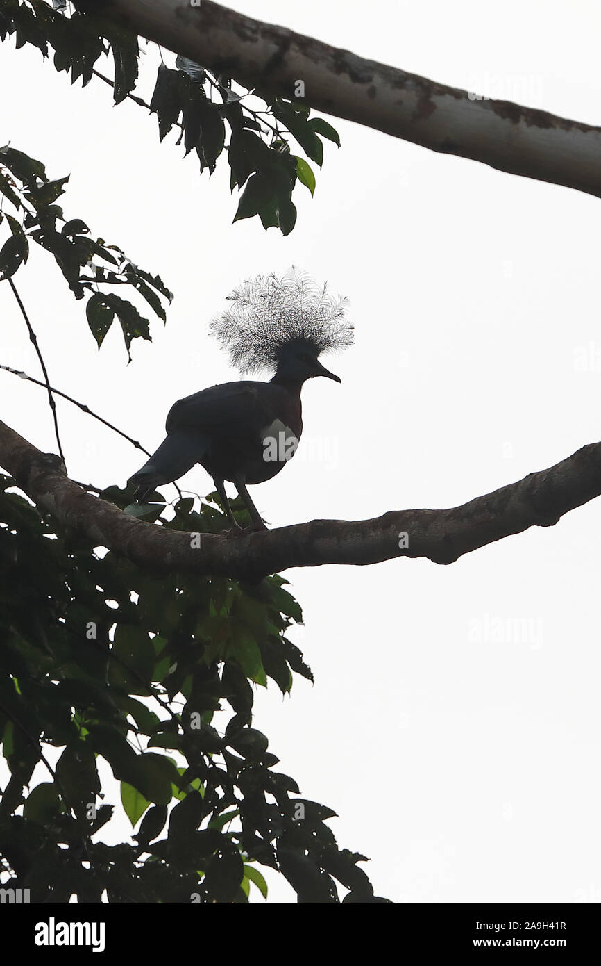 Sclaters crowned pigeons hi-res stock photography and images - Alamy