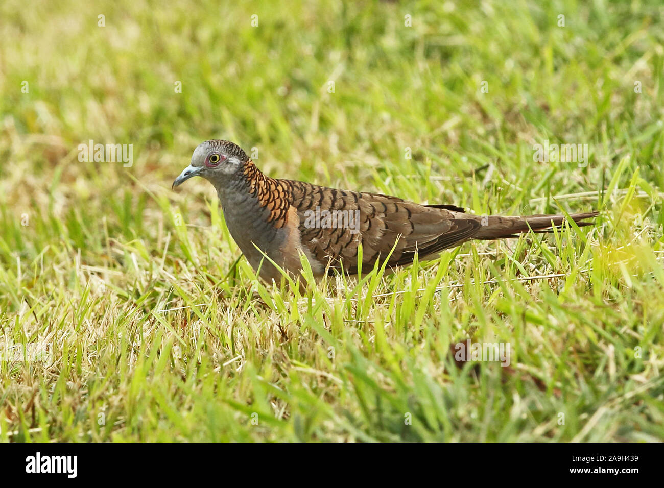 Bar-shouldered Dove (Geopelia humeralis gregalis) adult walking in ...