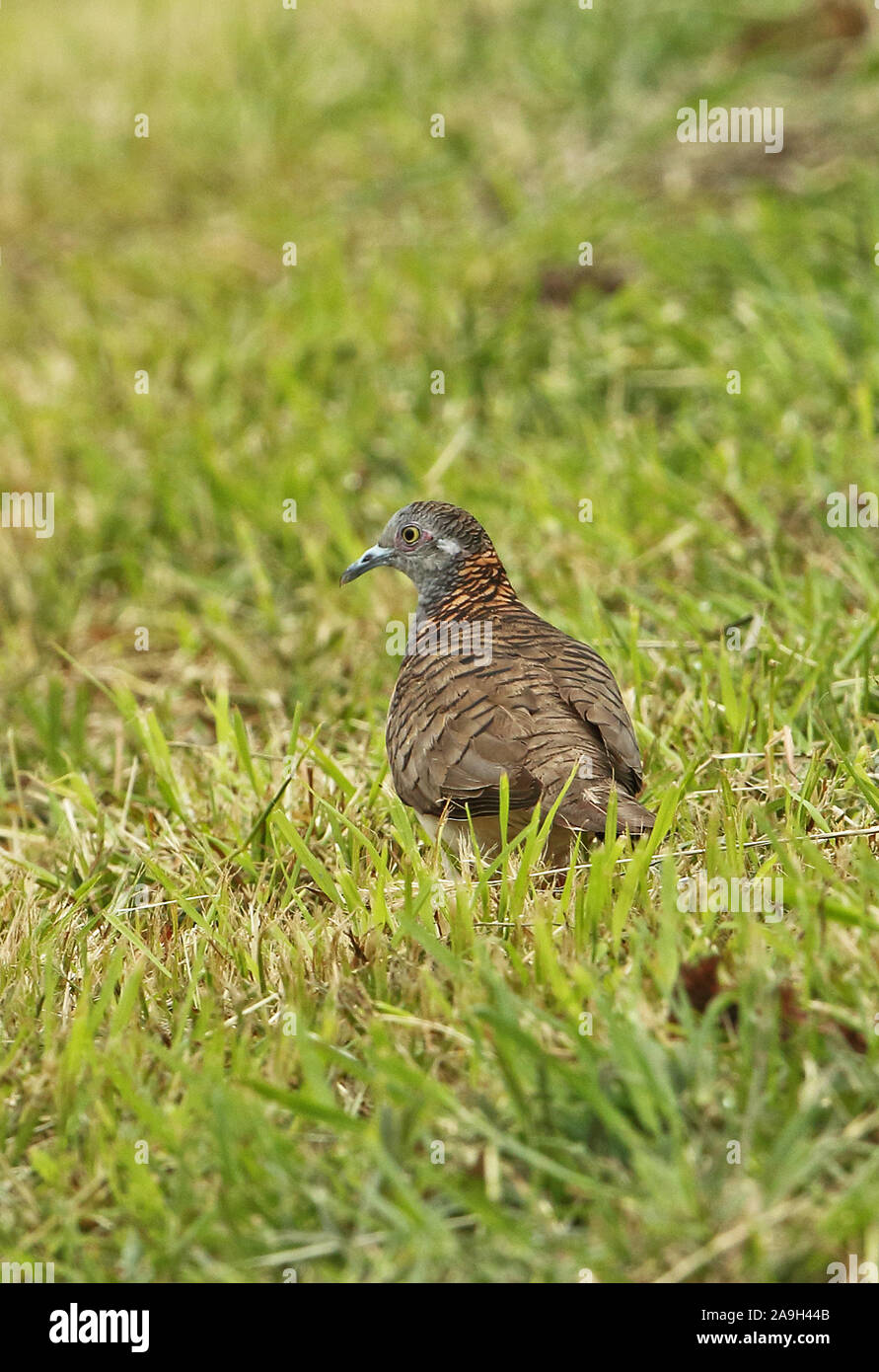 Bar-shouldered Dove (Geopelia humeralis gregalis) adult walking in ...