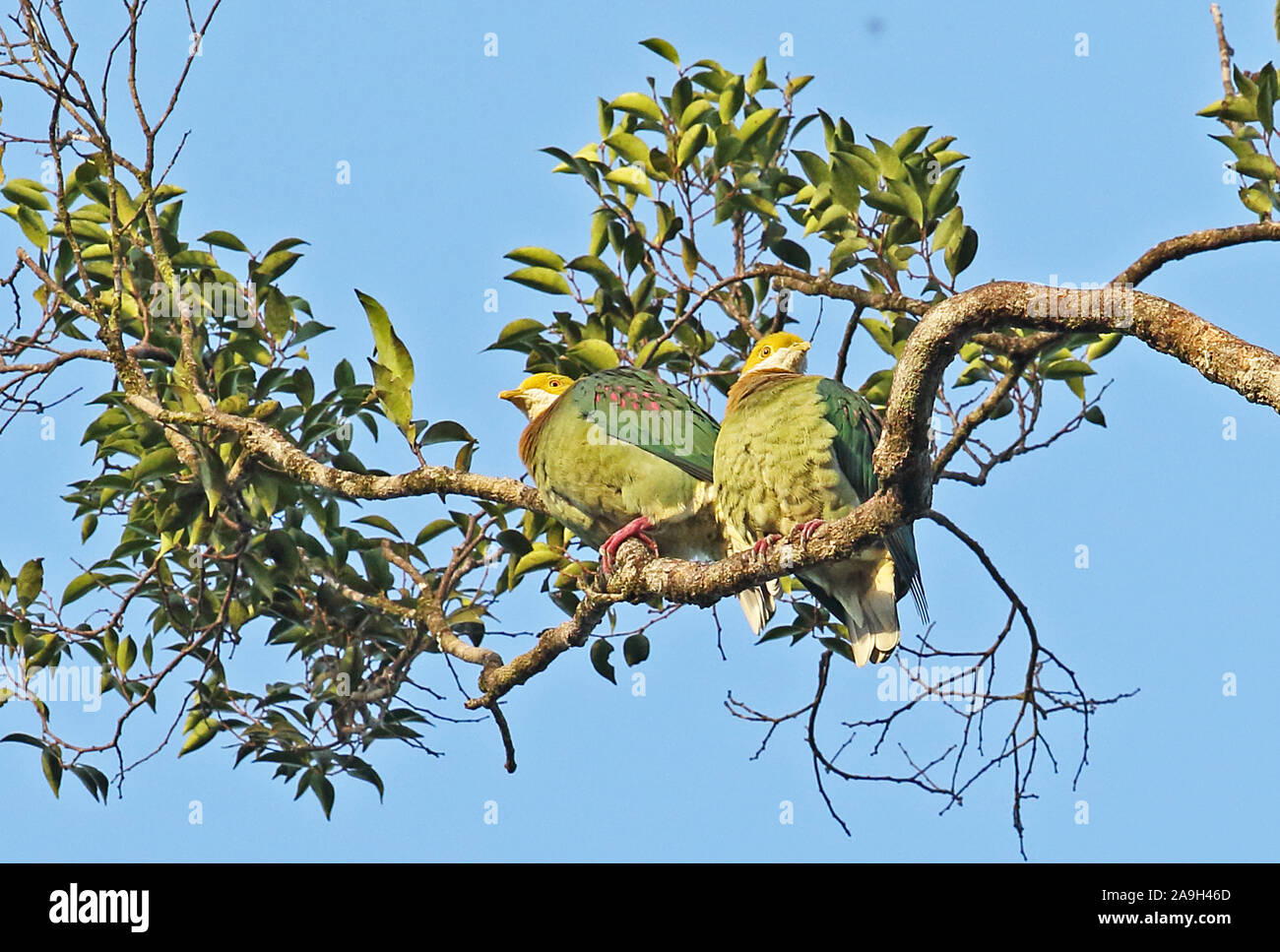 Pink-spotted Fruit-dove (Ptilinopus perlatus) pair perched on branch ...
