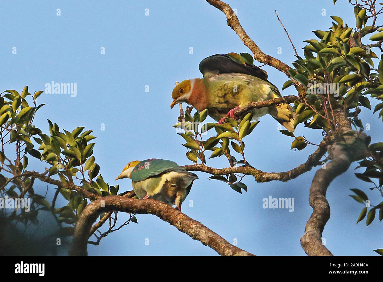 Pink-spotted Fruit-dove (Ptilinopus perlatus) pair perched on branch ...