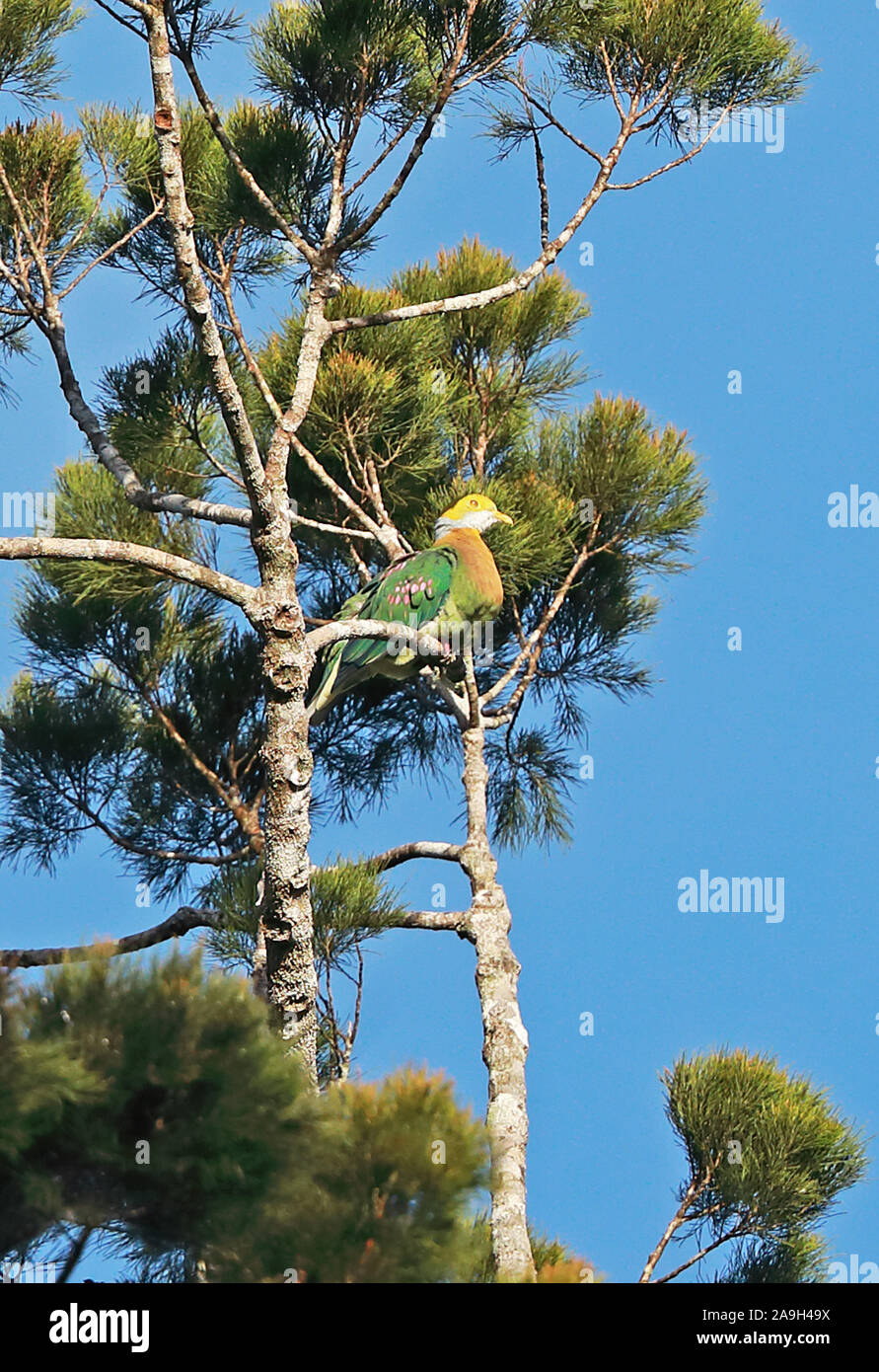 Pink-spotted Fruit-dove (Ptilinopus perlatus) adult perched on branch ...