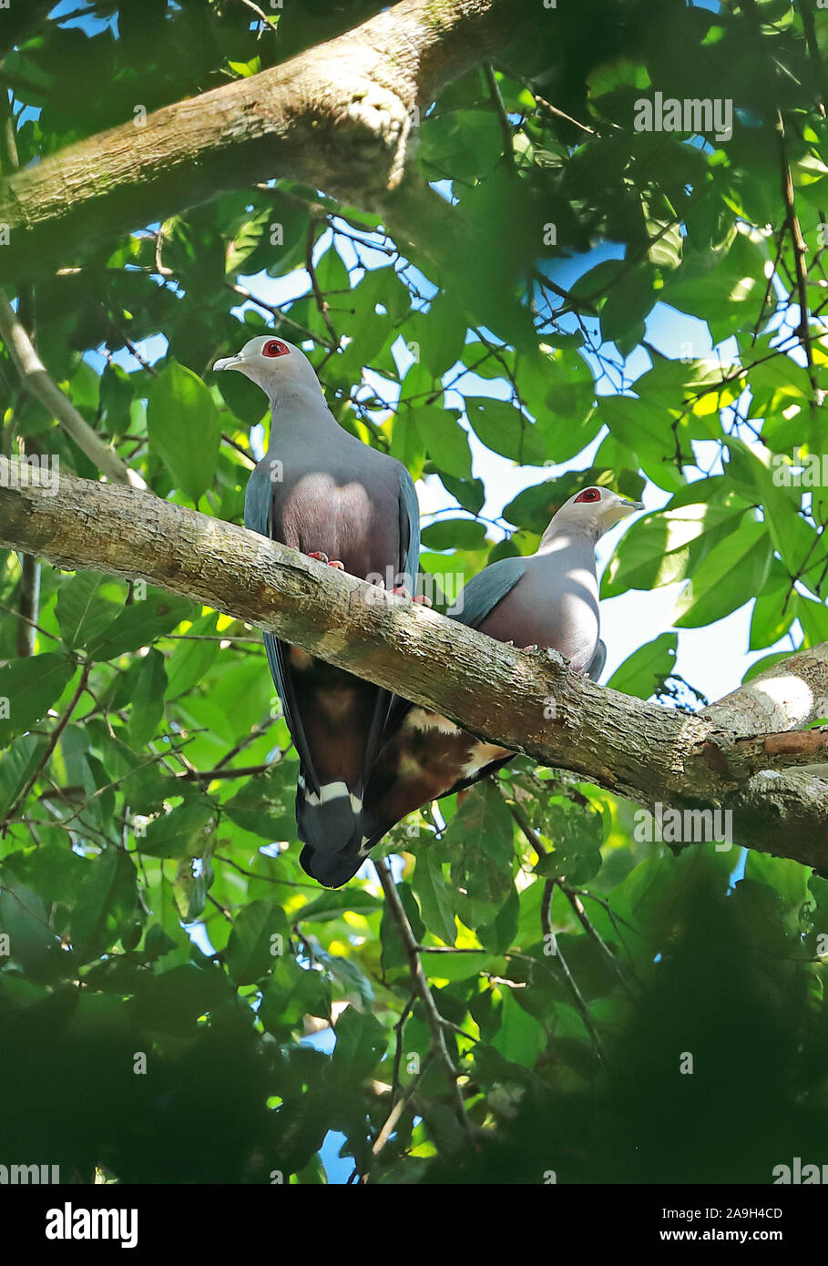 Pinon's Imperial-pigeon (Ducula pinon pinon) pair perched on branch Fly ...
